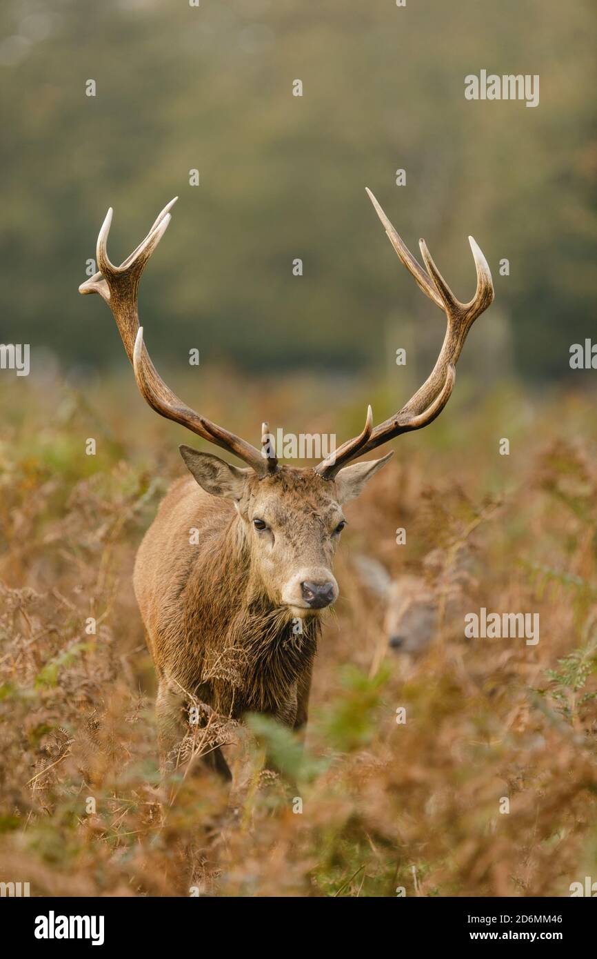 Bushy Park, London, UK. 18th October, 2020. Red Deer Stag (Cervus ...