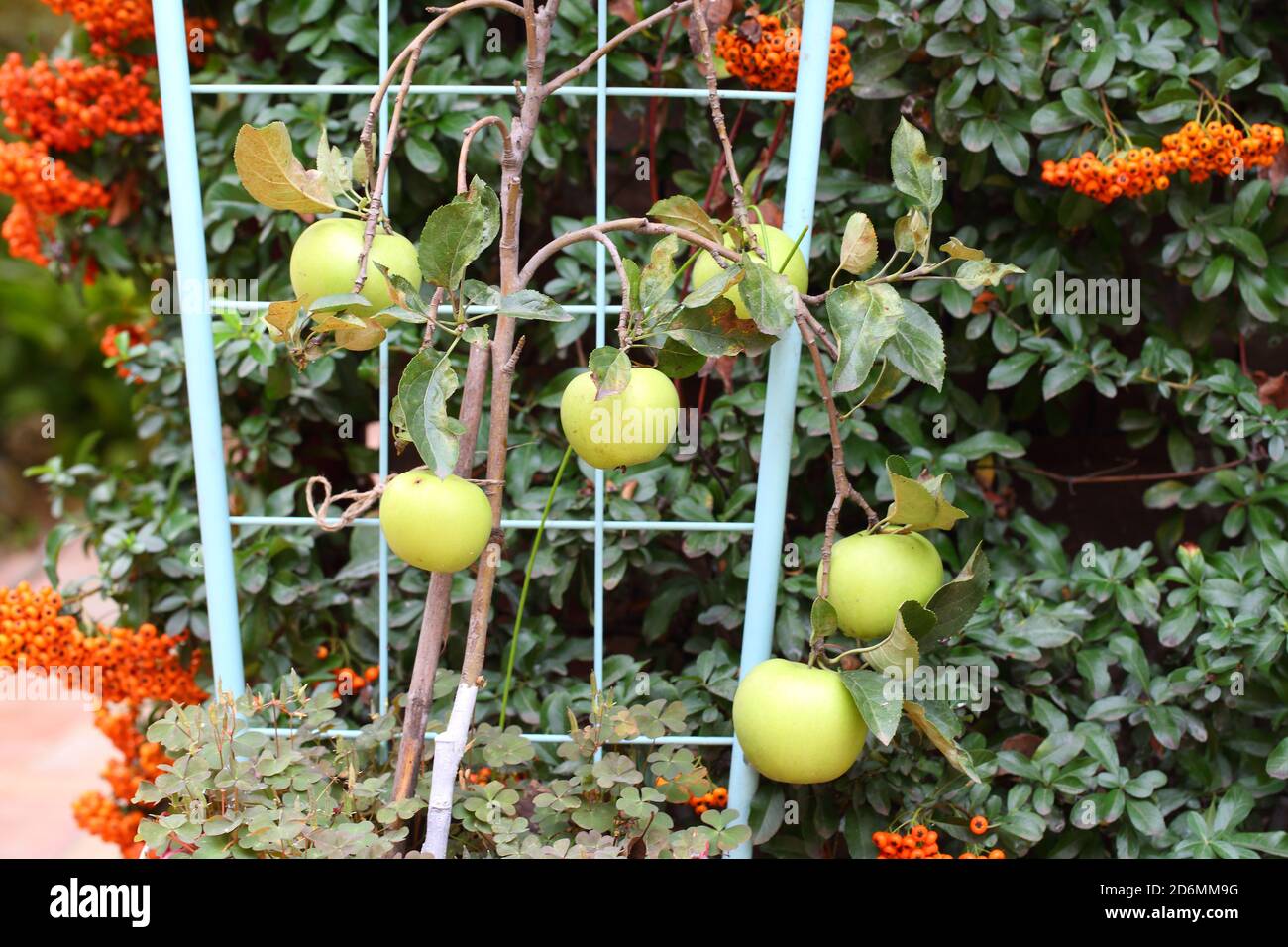 Decorative lattice with green apples Stock Photo - Alamy