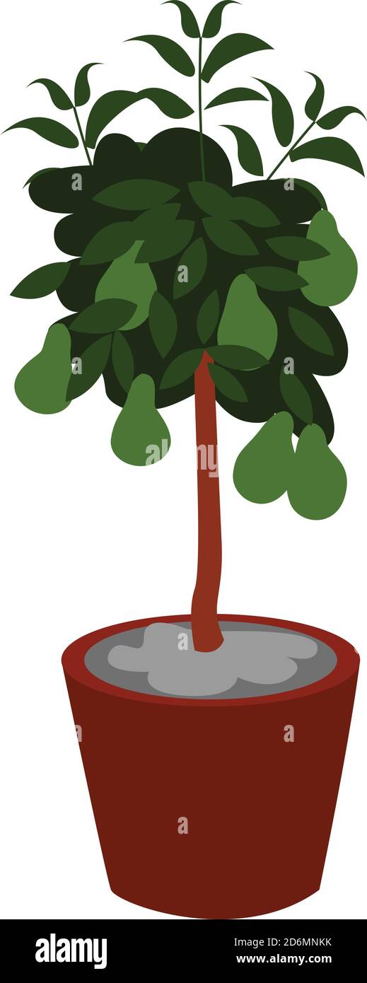 Avocado tree in a pot, illustration, vector on white background Stock ...