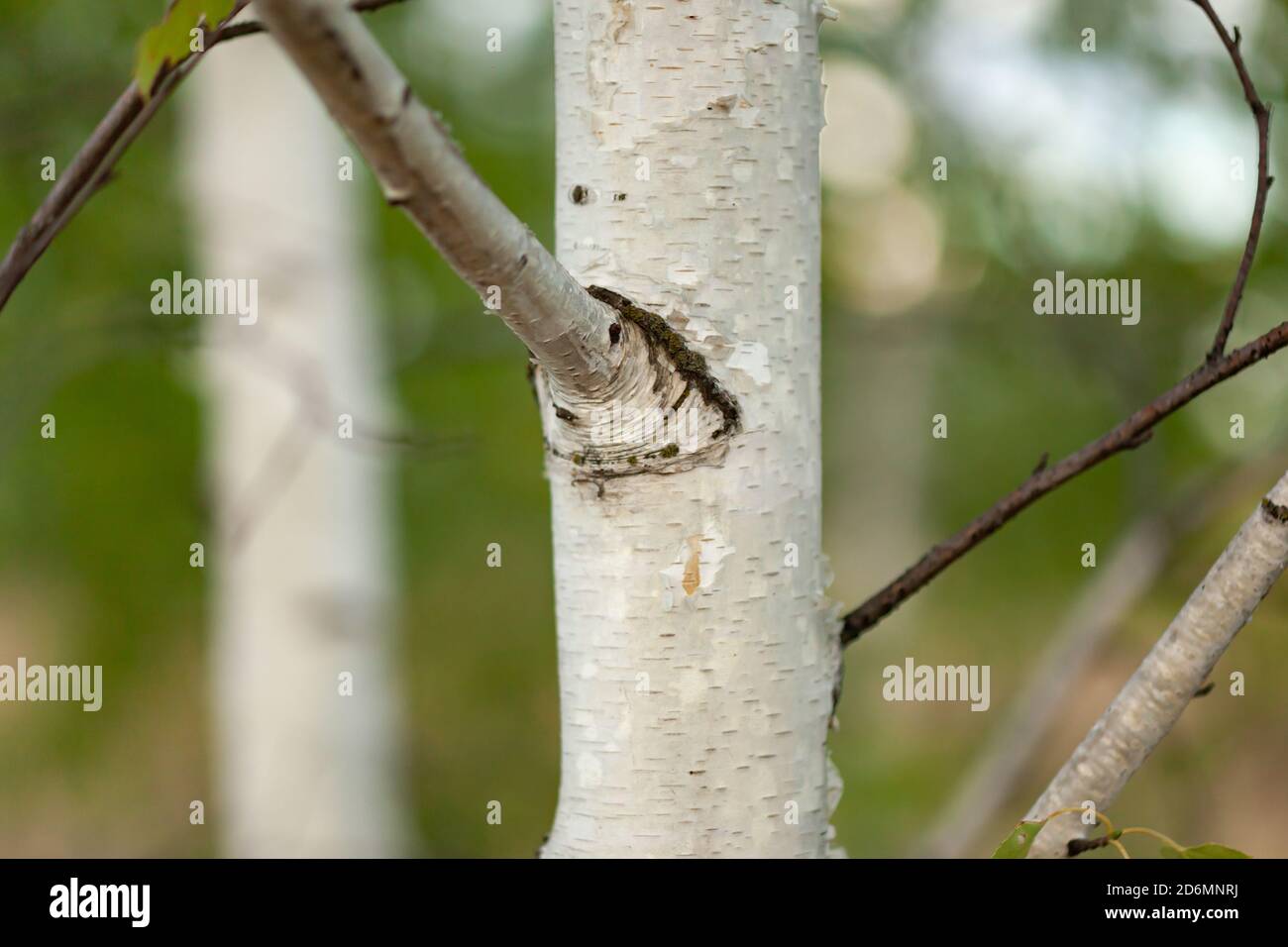 White trunk young birch hi-res stock photography and images - Alamy