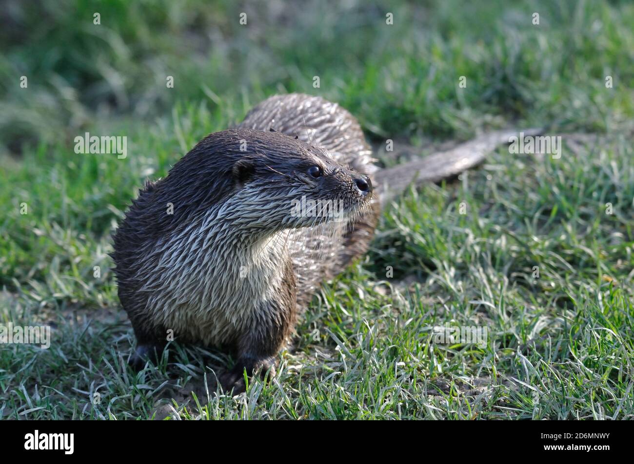 Otters holt hi-res stock photography and images - Alamy