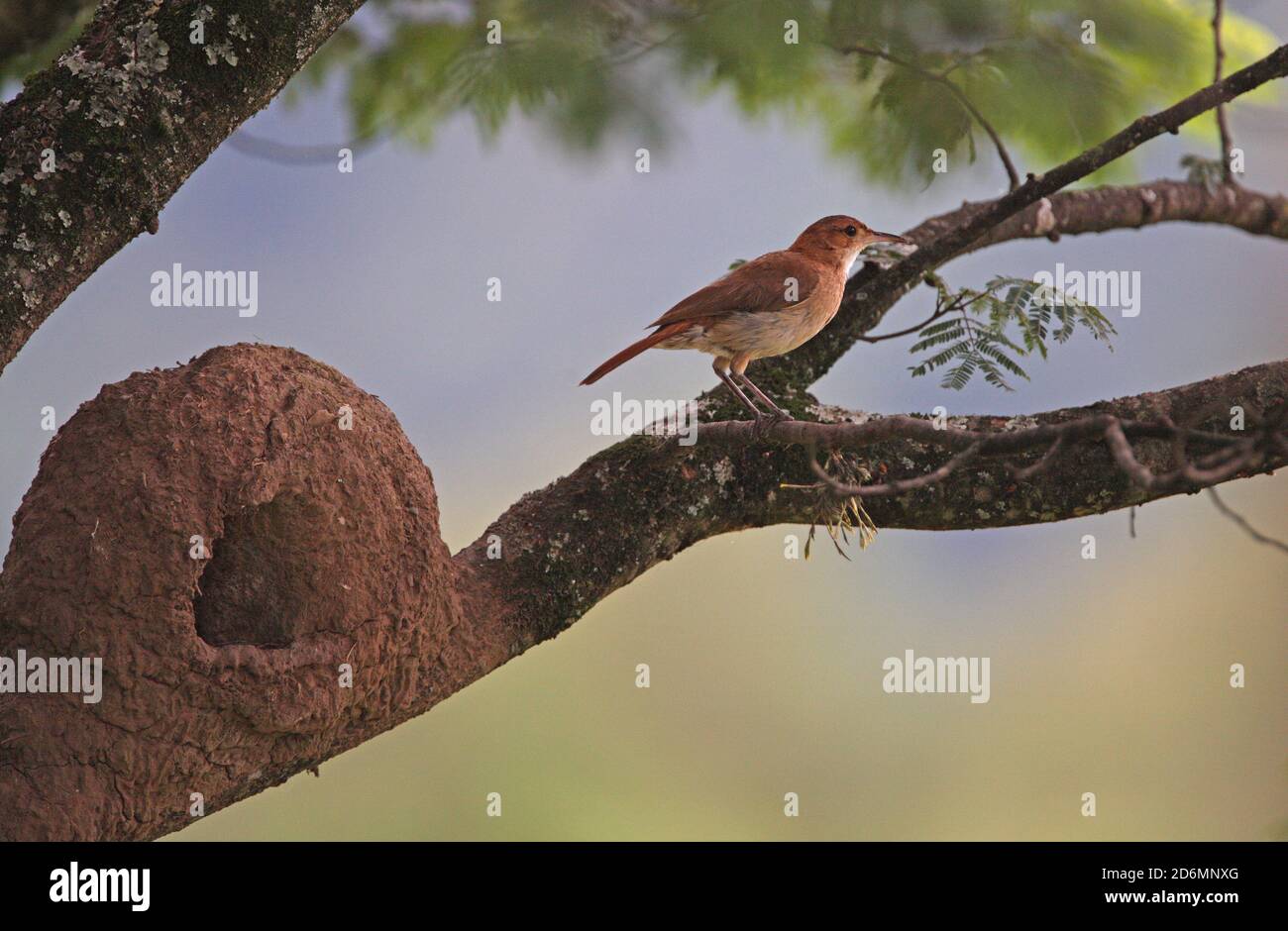 Furnarius rufus hi-res stock photography and images - Alamy