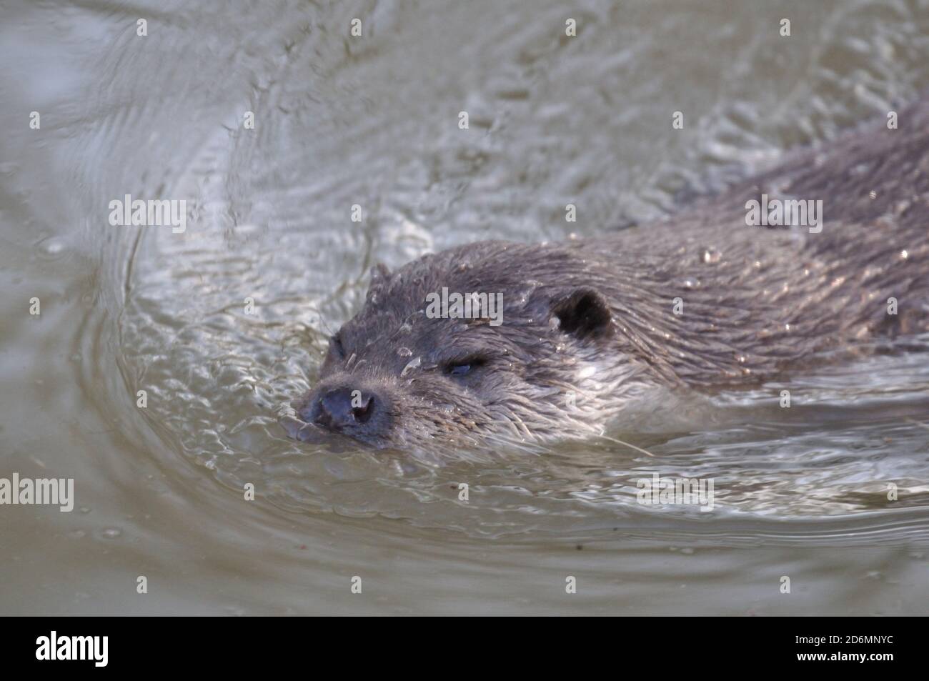 Otter Lutra Lutra Holt High Resolution Stock Photography and Images - Alamy