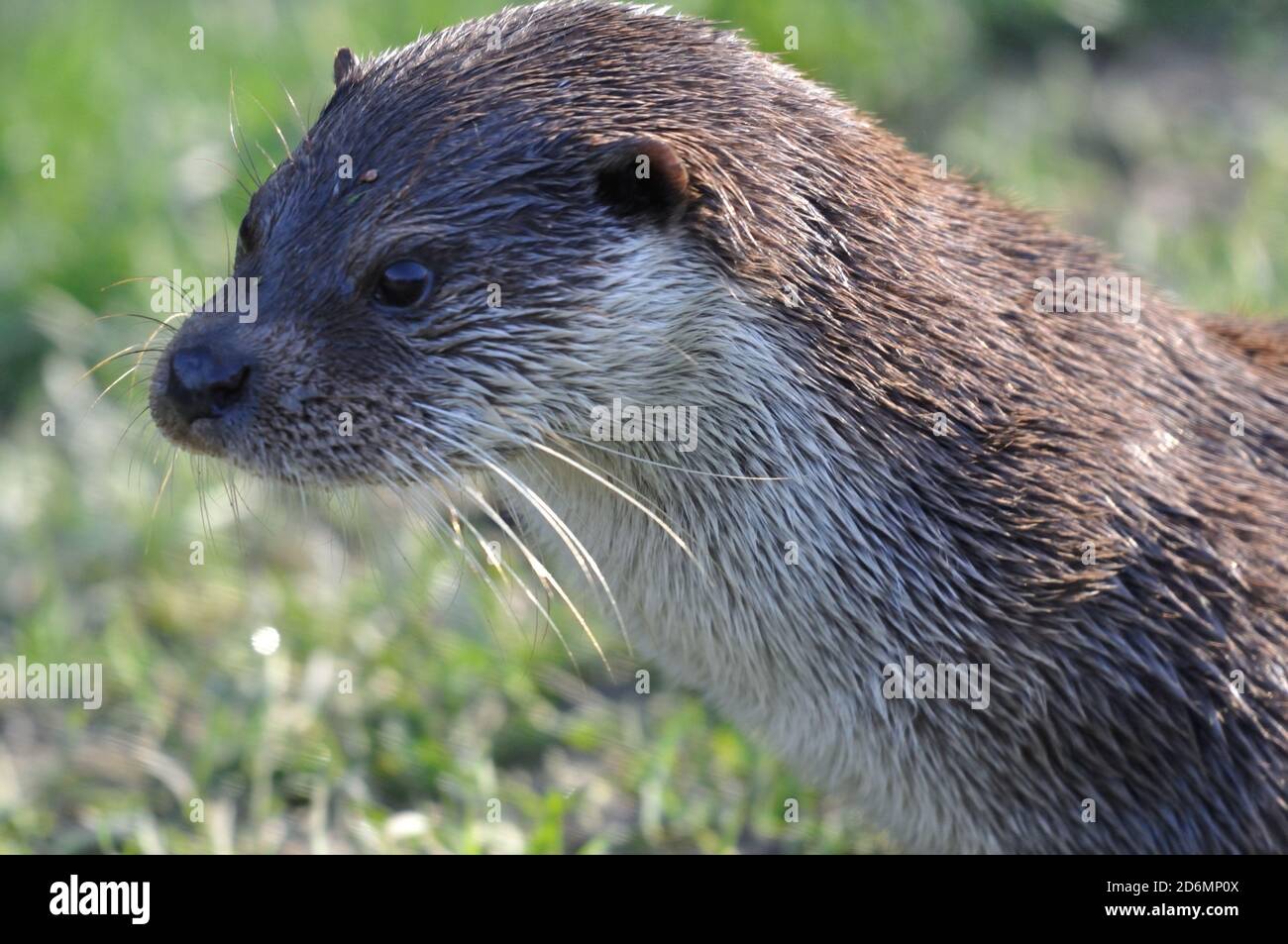 Otters holt hi-res stock photography and images - Alamy
