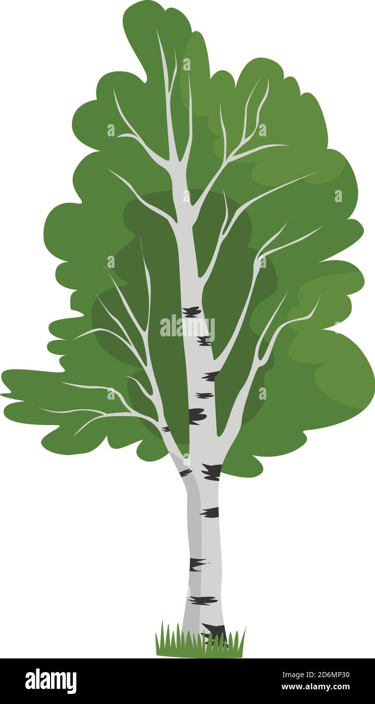 Tall birch, illustration, vector on white background Stock Vector Image ...