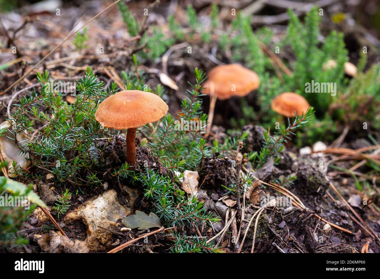 Orange toadstools in Hampshire, UK Stock Photo - Alamy