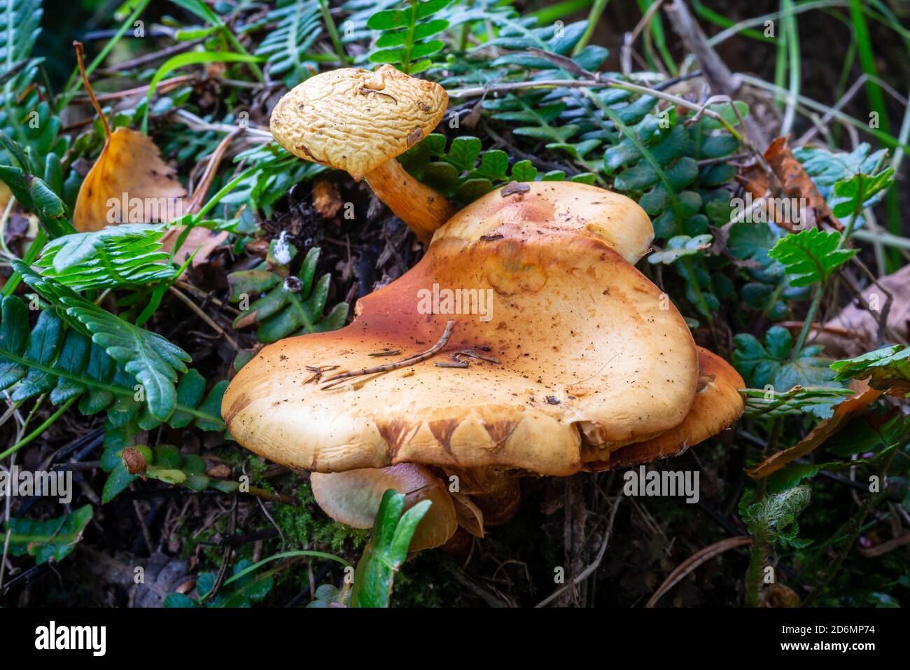 Orange toadstools in Hampshire, UK Stock Photo - Alamy