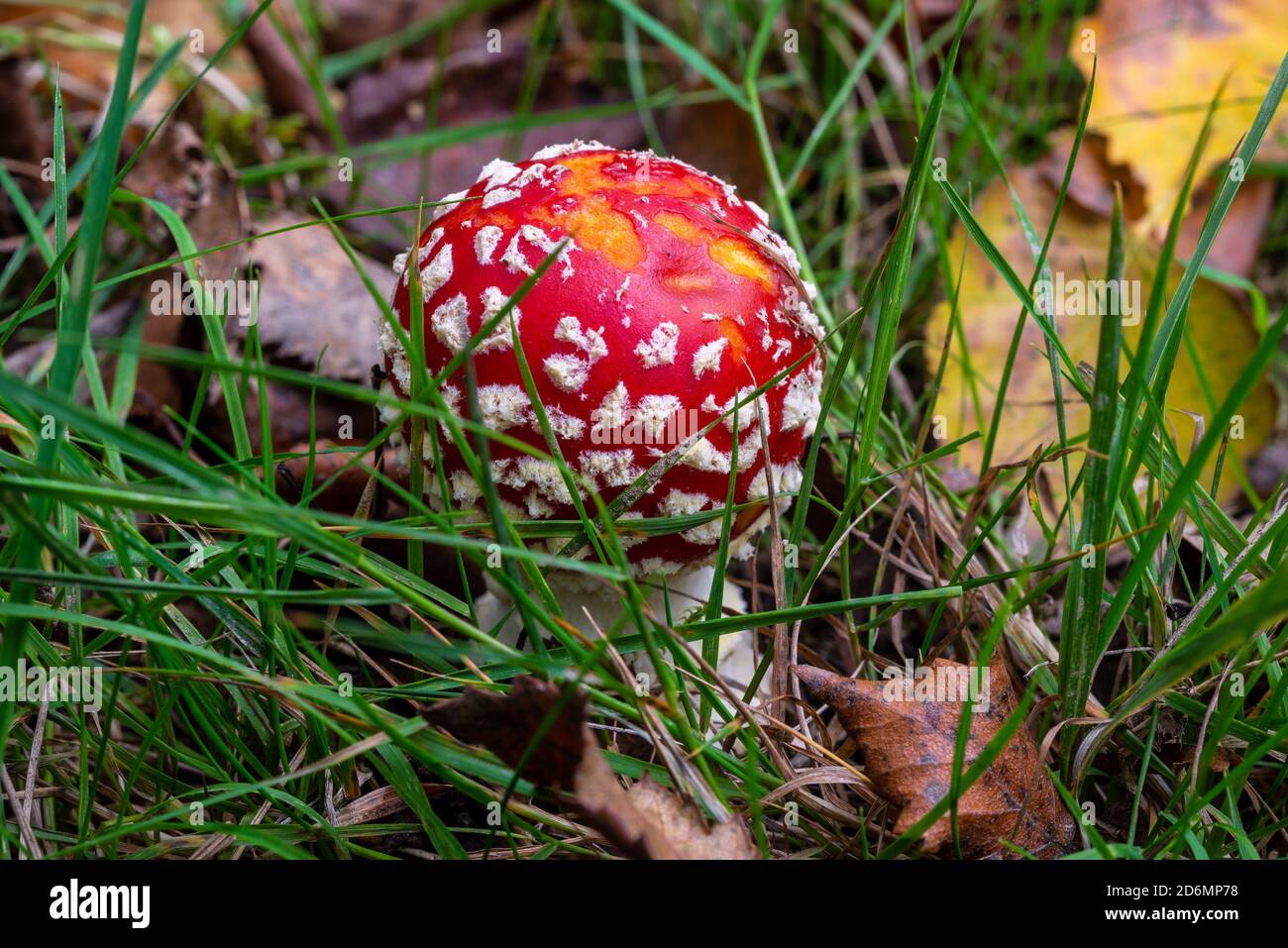 Fly Agaric toadstool in Hampshire, UK Stock Photo - Alamy
