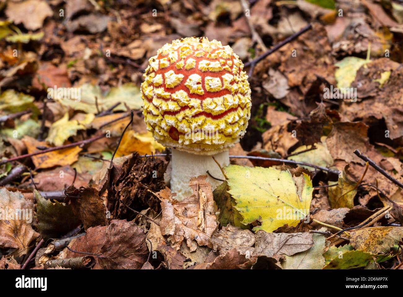 Fly Agaric toadstool in Hampshire, UK Stock Photo - Alamy