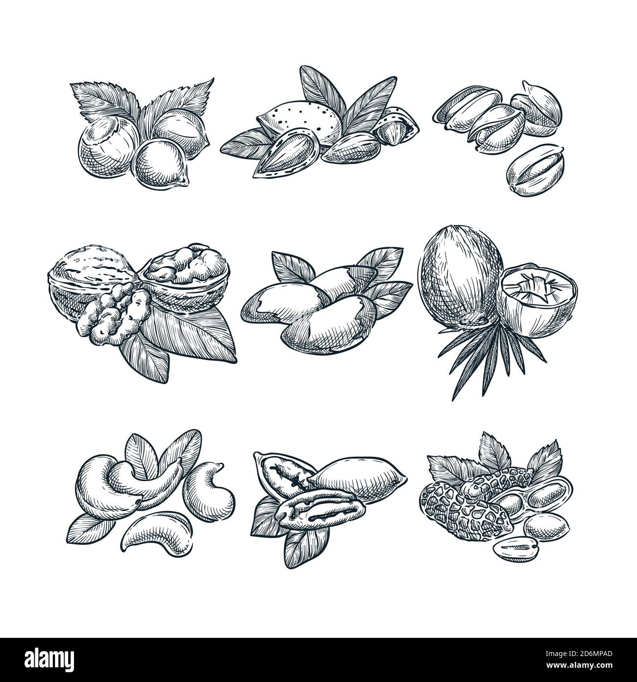 Nuts vector sketch illustration. Superfood eating hand drawn set ...