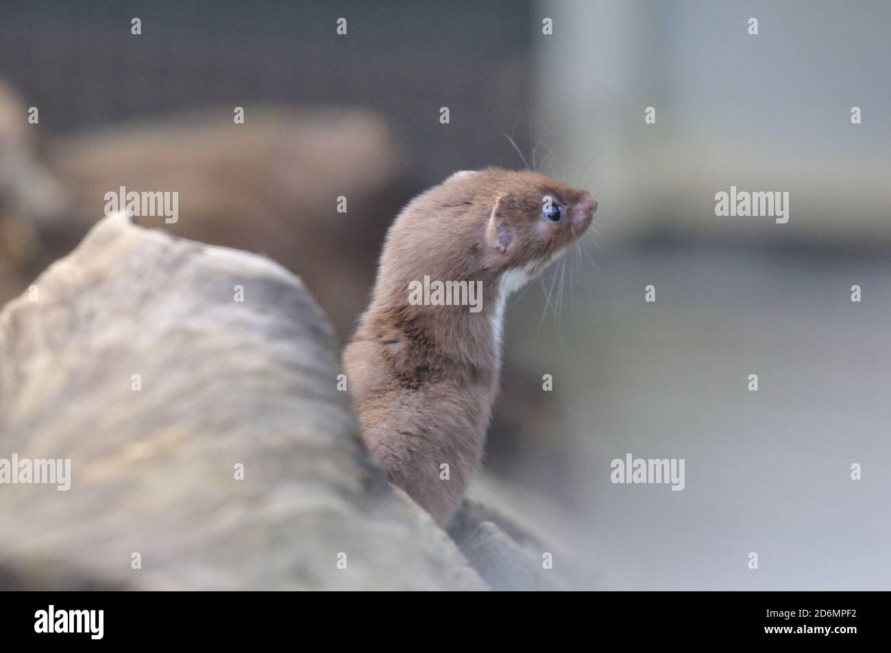 British mustelidae weasels hi-res stock photography and images - Alamy