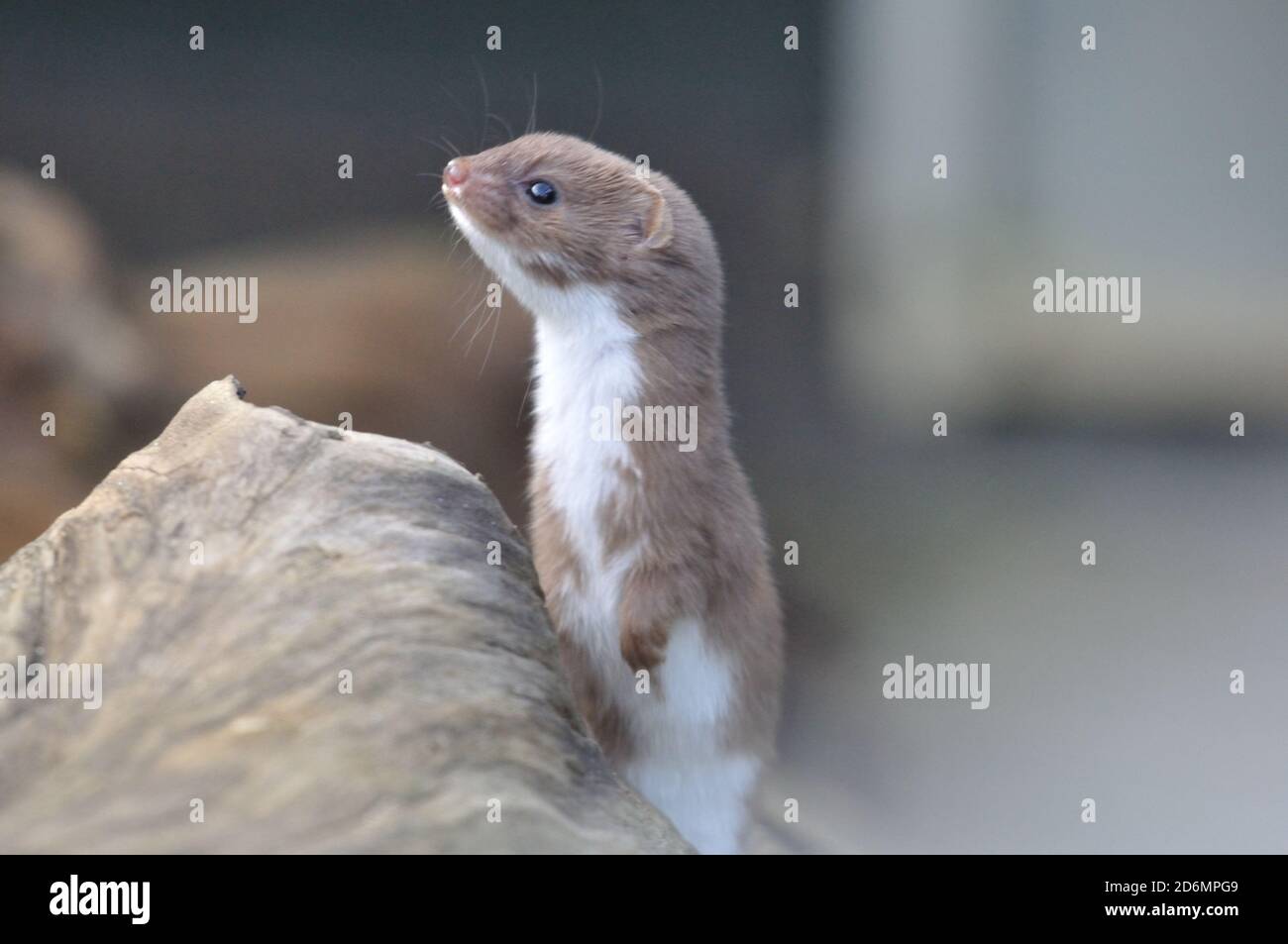 British mustelidae weasels hi-res stock photography and images - Alamy