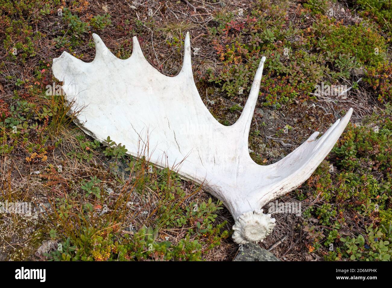 Moose antler hi-res stock photography and images - Alamy