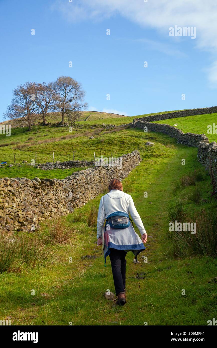 Woman walking rambling in the north Yorkshire Dales countryside in the ...