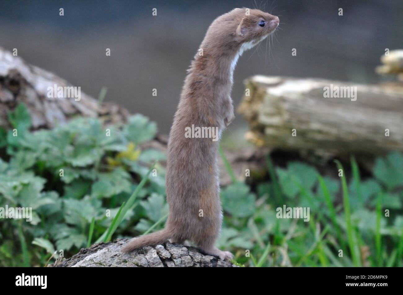 British weasels hi-res stock photography and images - Alamy