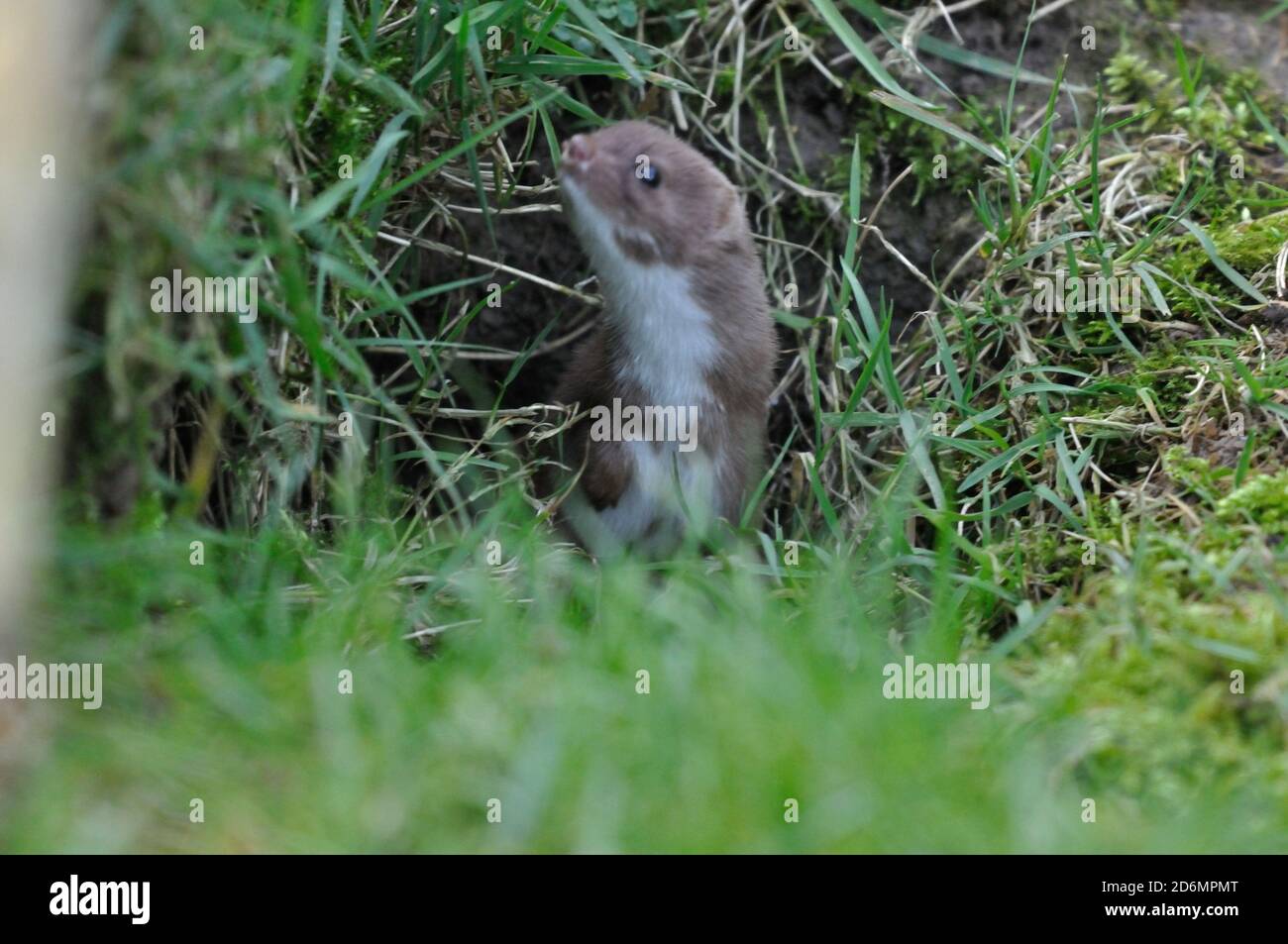 British weasels hi-res stock photography and images - Alamy