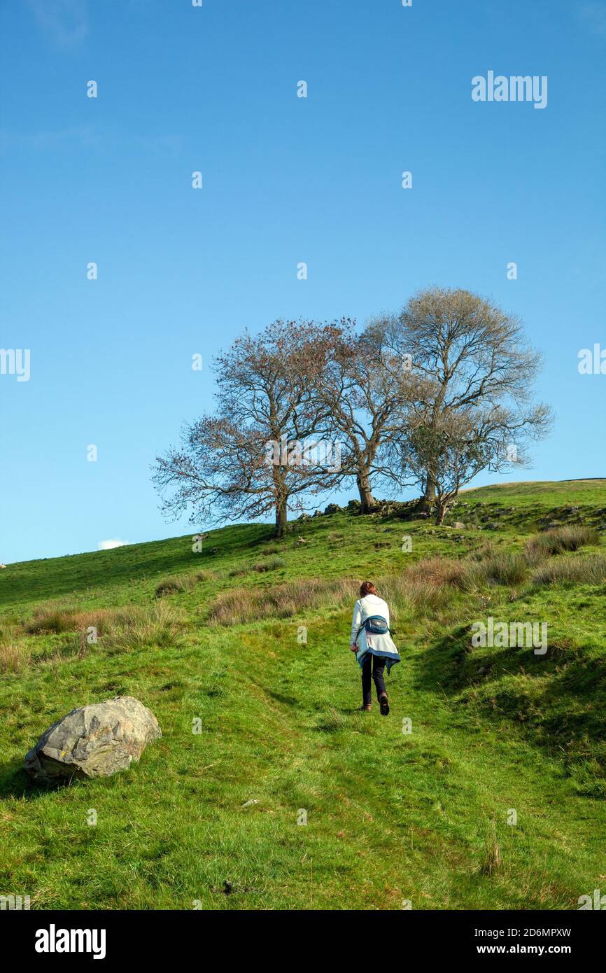 Woman walking rambling in the north Yorkshire Dales countryside in the ...