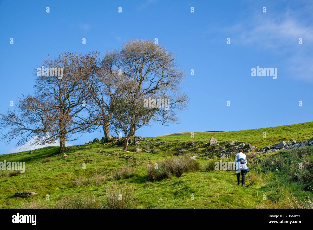 Woman walking rambling in the north Yorkshire Dales countryside in the ...