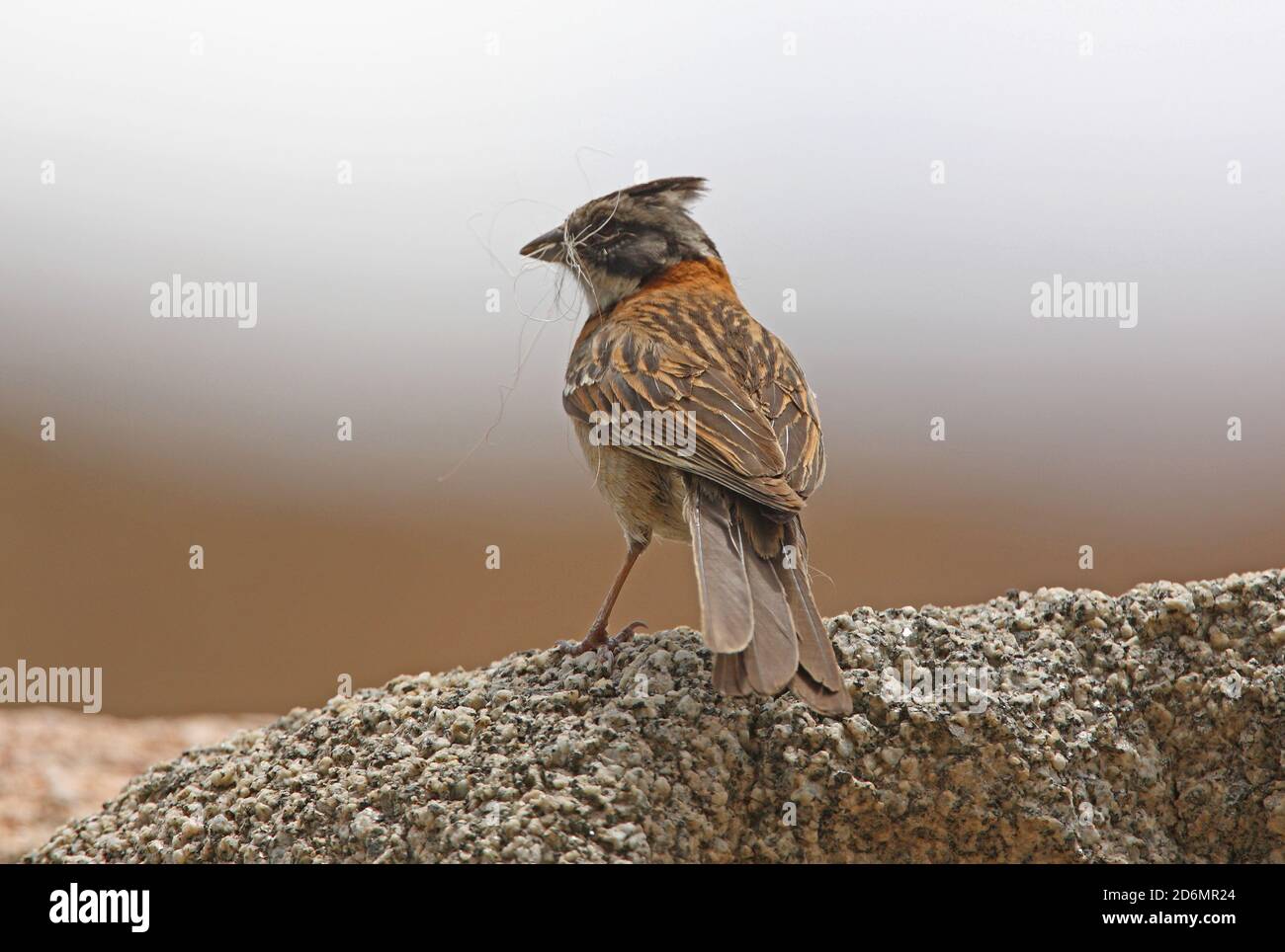 Zonotrichia capensis argentina hi-res stock photography and images - Alamy