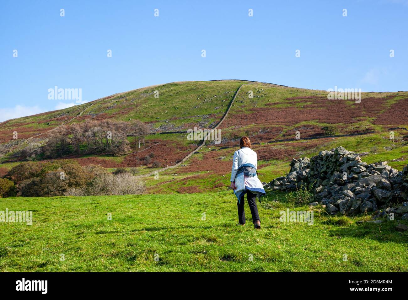Woman walking rambling in the north Yorkshire Dales countryside in the ...
