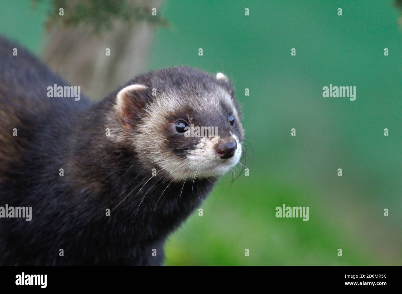 Polecats of britian hi-res stock photography and images - Alamy