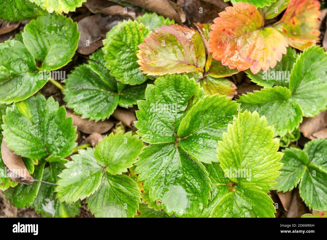 Top view of green leaves of strawberry or wild strawberry. Strawberry ...