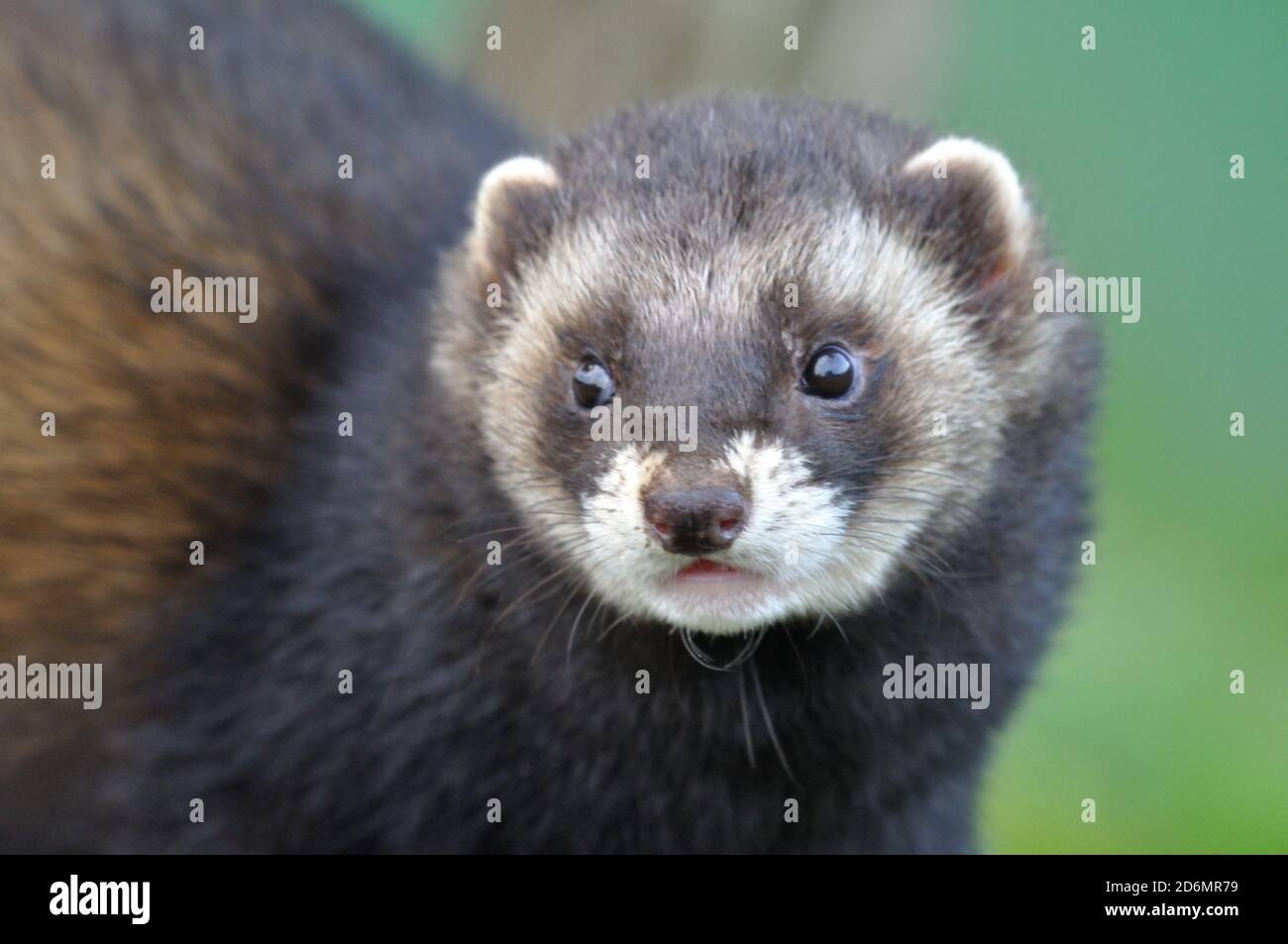 Polecat british hi-res stock photography and images - Alamy