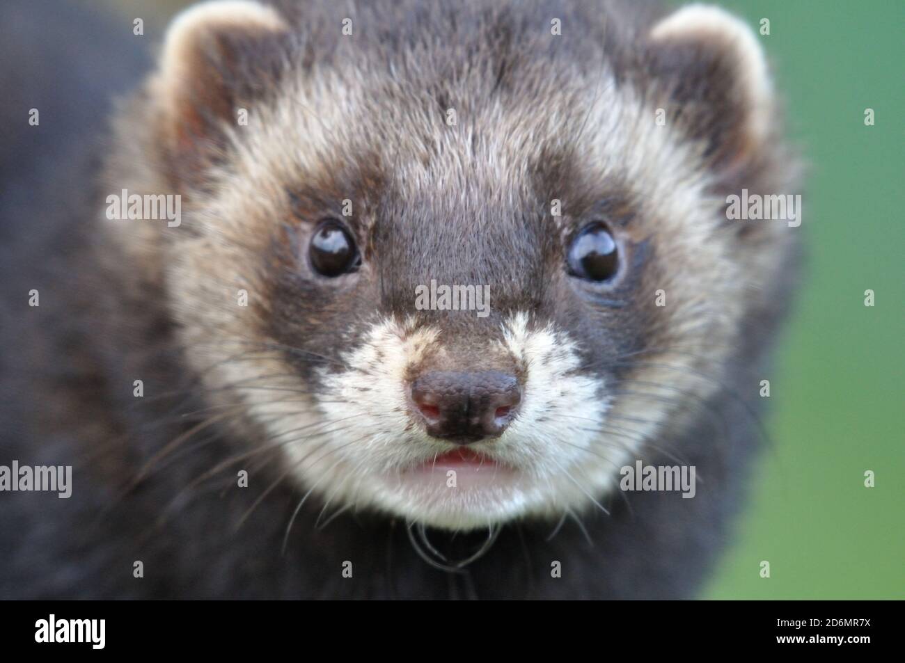Polecats of britian hi-res stock photography and images - Alamy