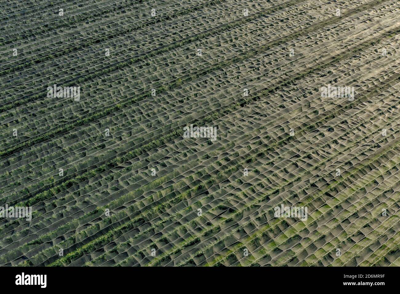 Aerial view of apple orchard. Large apple plantation Stock Photo - Alamy