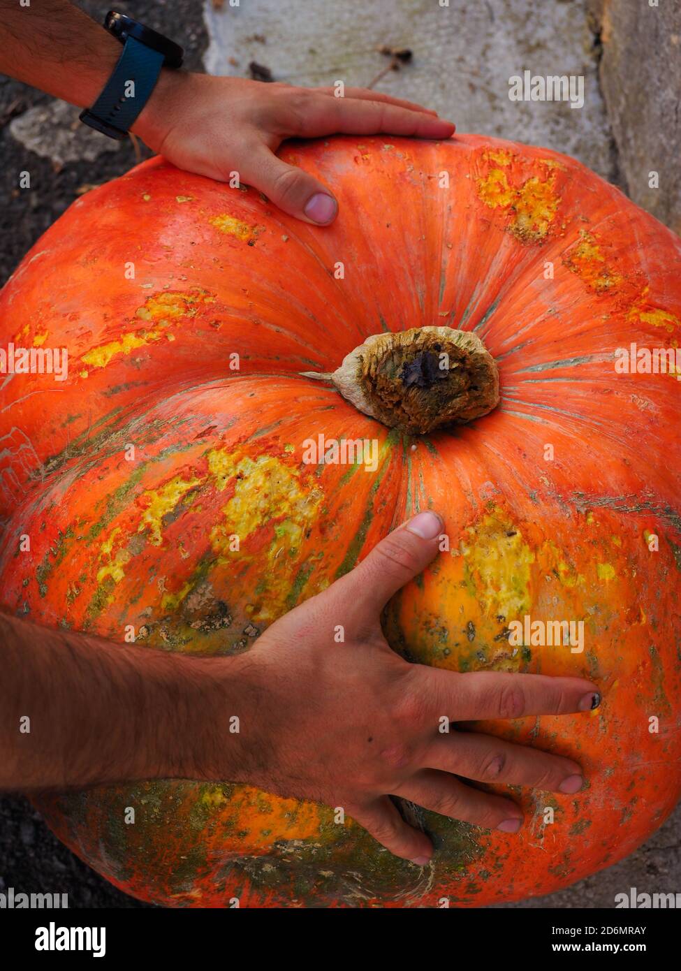 hands of a man holding a big halloween pumpkin Stock Photo - Alamy