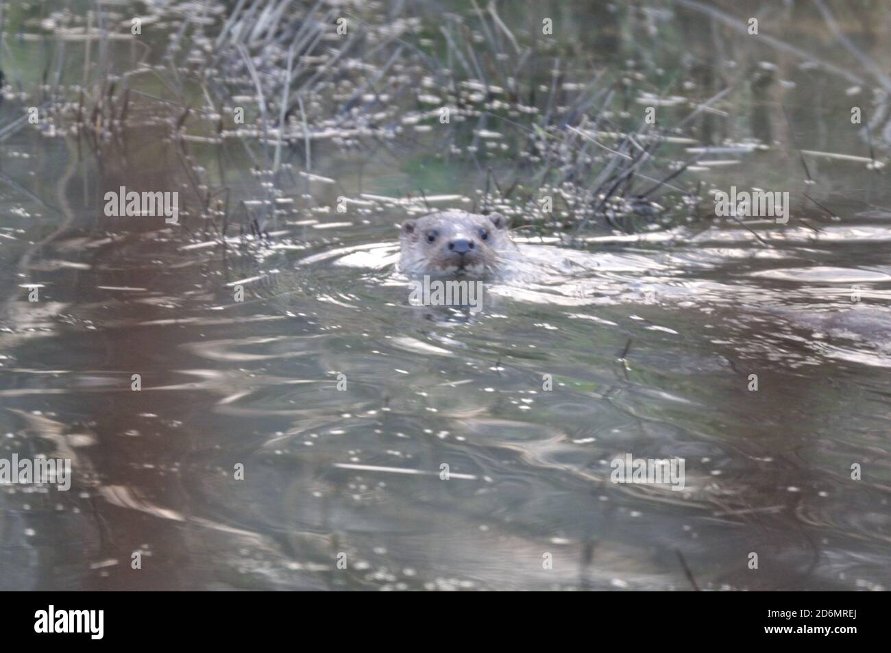 Otter lutra lutra holt hi-res stock photography and images - Alamy