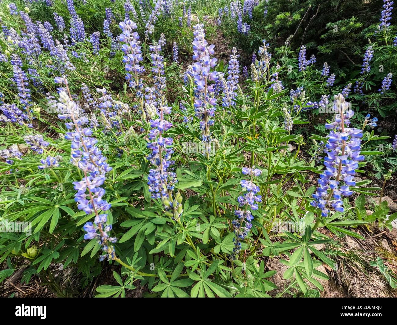 Fields of wildflowers, Colorado Trail, Colorado Stock Photo - Alamy