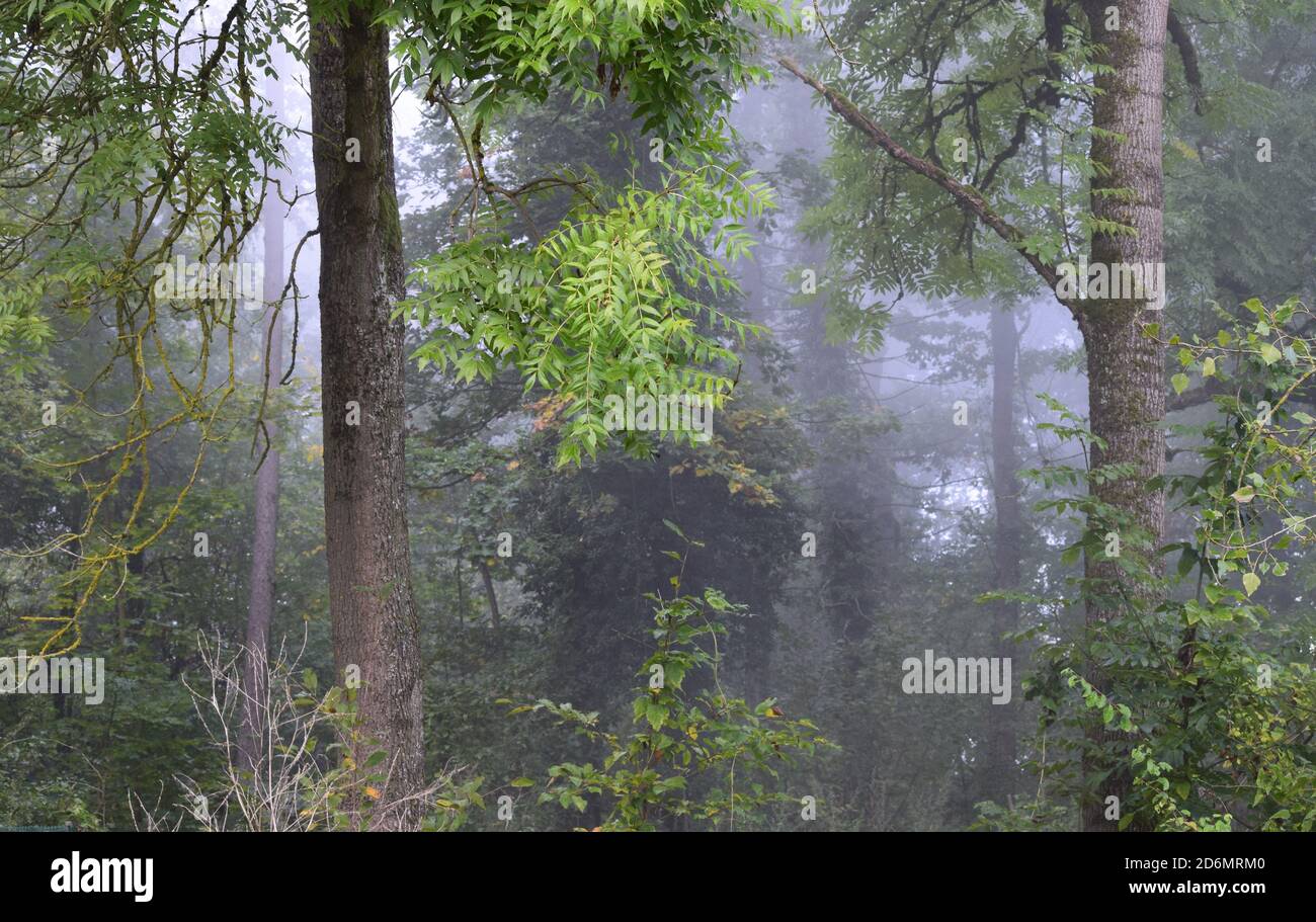 Mountain forest with Fog gathering in the Background Stock Photo - Alamy
