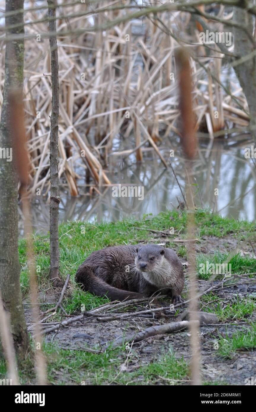 Otter lutra lutra holt hi-res stock photography and images - Alamy