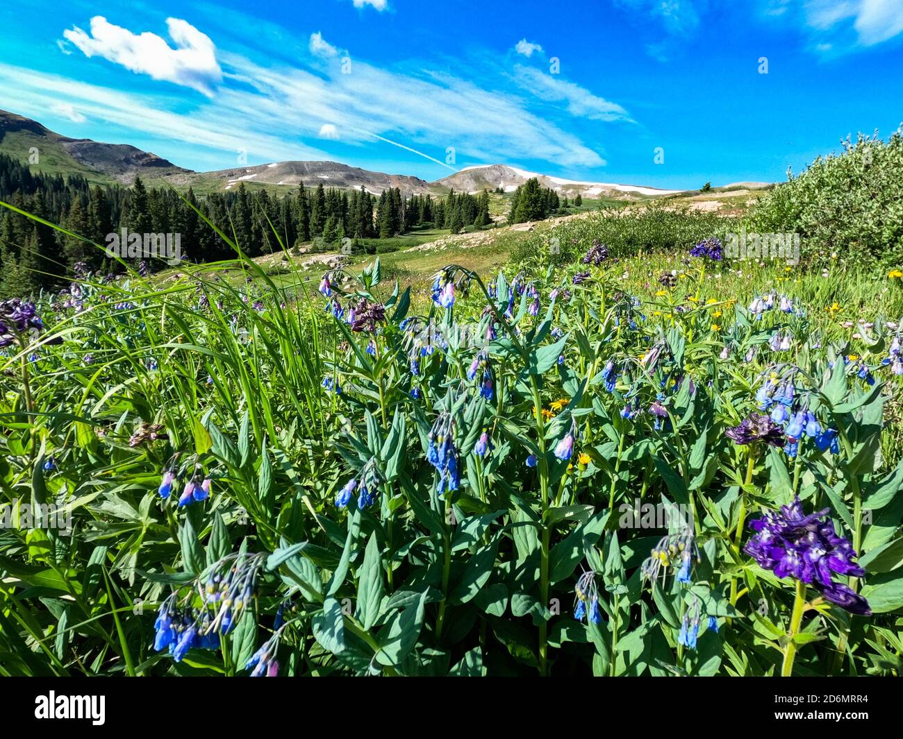 Fields of wildflowers, Colorado Trail, Colorado Stock Photo - Alamy