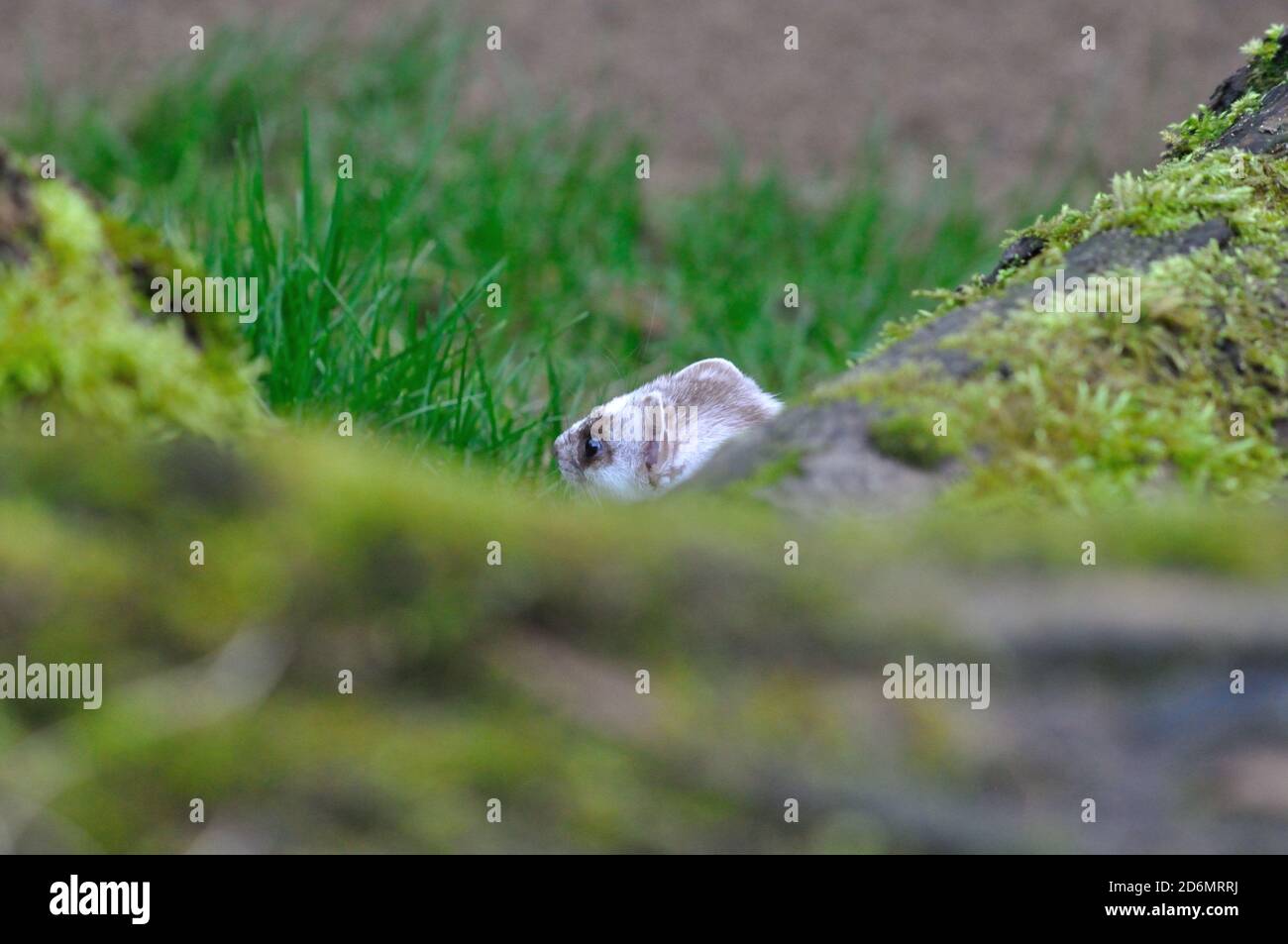 British mustelidae weasels hi-res stock photography and images - Alamy