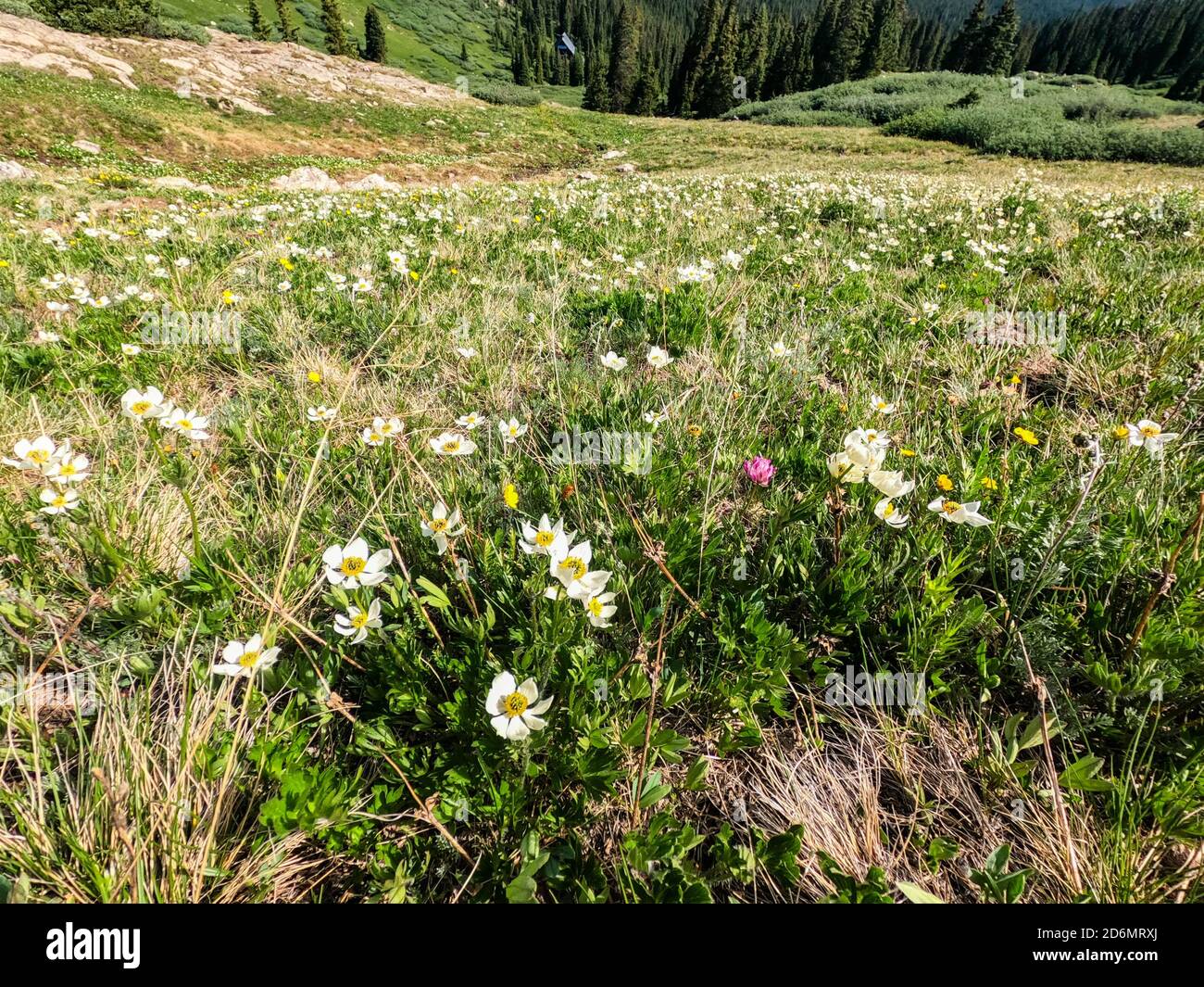 Fields of wildflowers, Colorado Trail, Colorado Stock Photo - Alamy