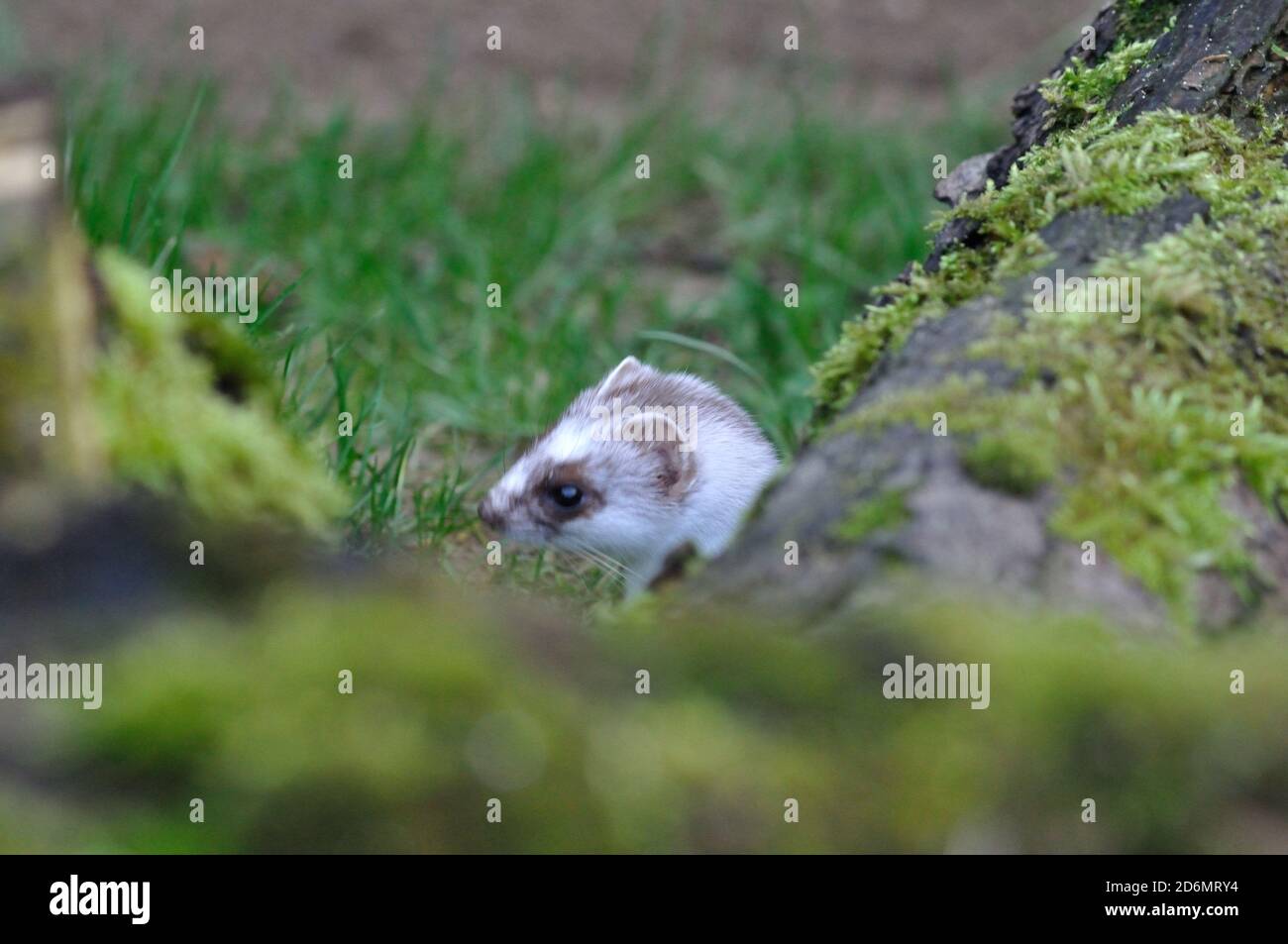 British mustelidae weasels hi-res stock photography and images - Alamy