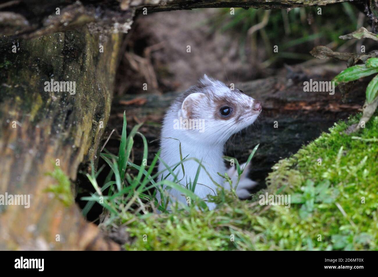 British mustelidae weasels High Resolution Stock Photography and Images ...