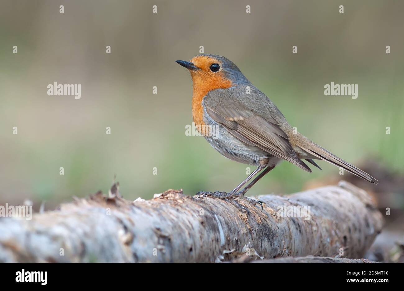 Adult European robin (erithacus rubecula) early spring posing on an old ...