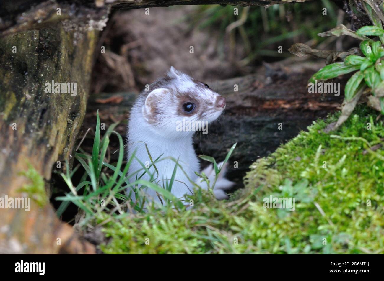British mustelidae weasels hi-res stock photography and images - Alamy
