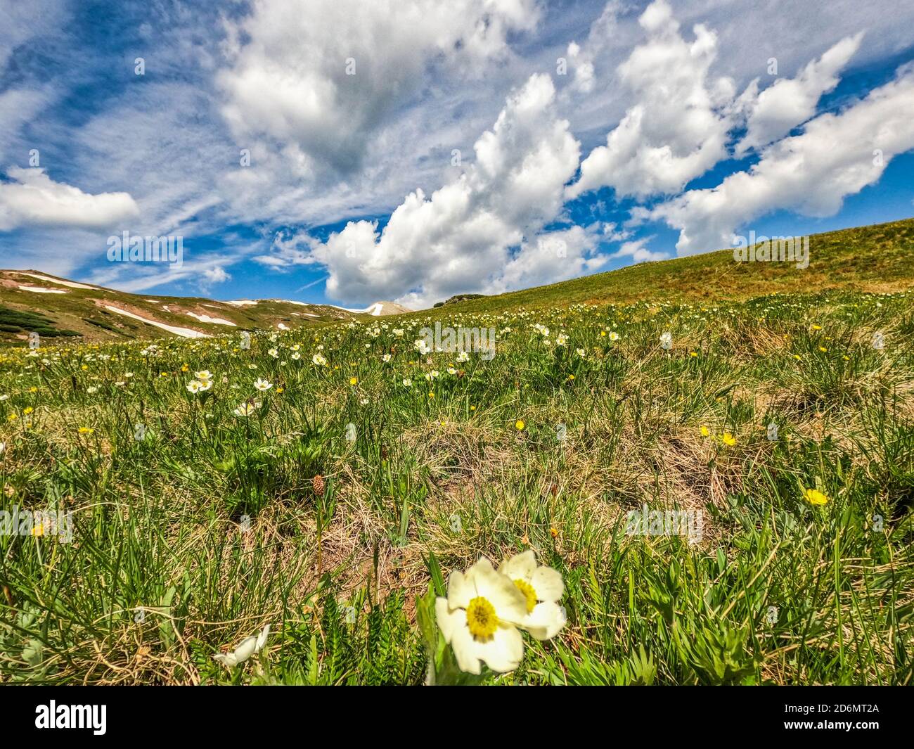 Fields of wildflowers, Colorado Trail, Colorado Stock Photo - Alamy