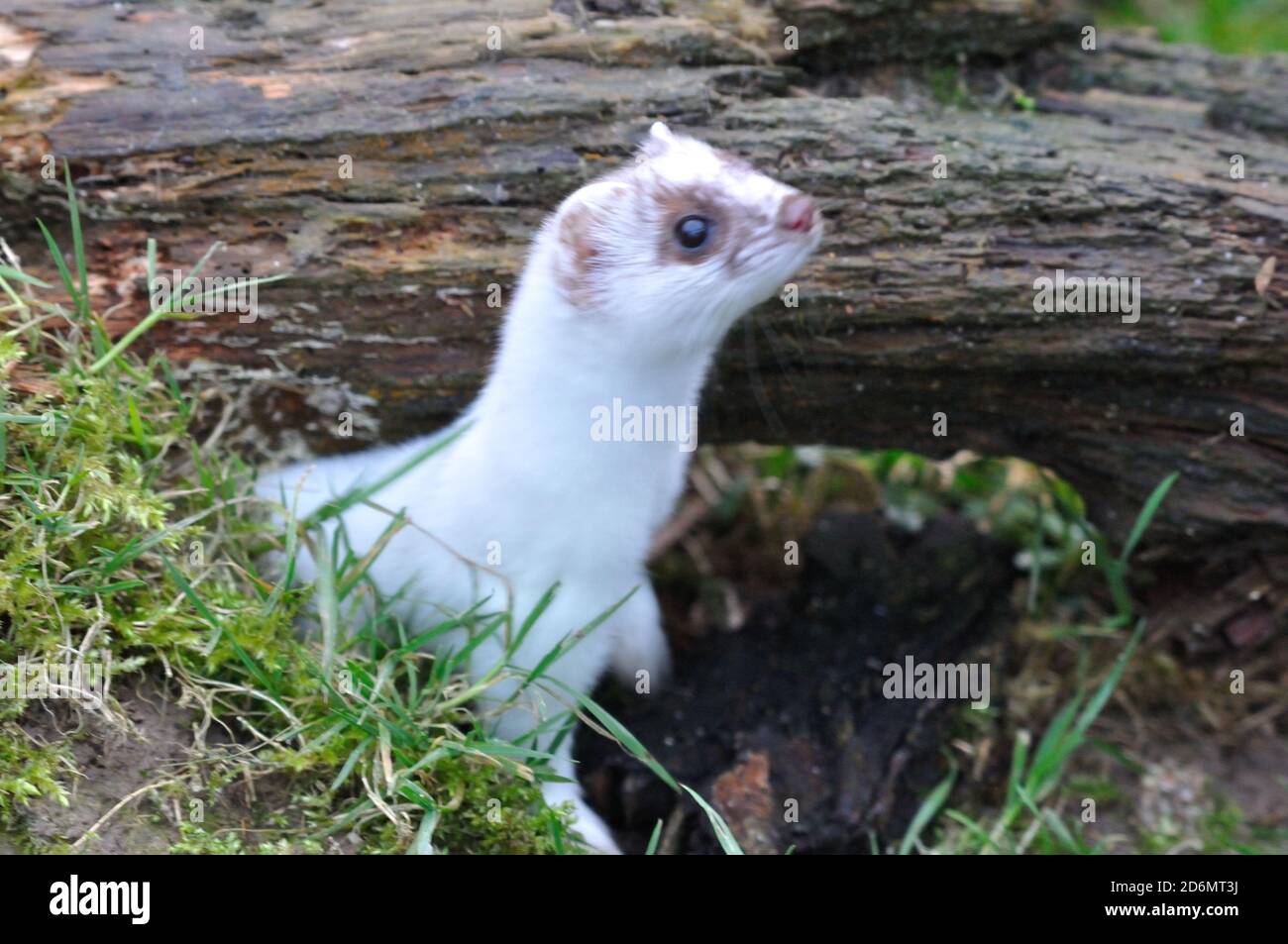 British mustelidae weasels hi-res stock photography and images - Alamy