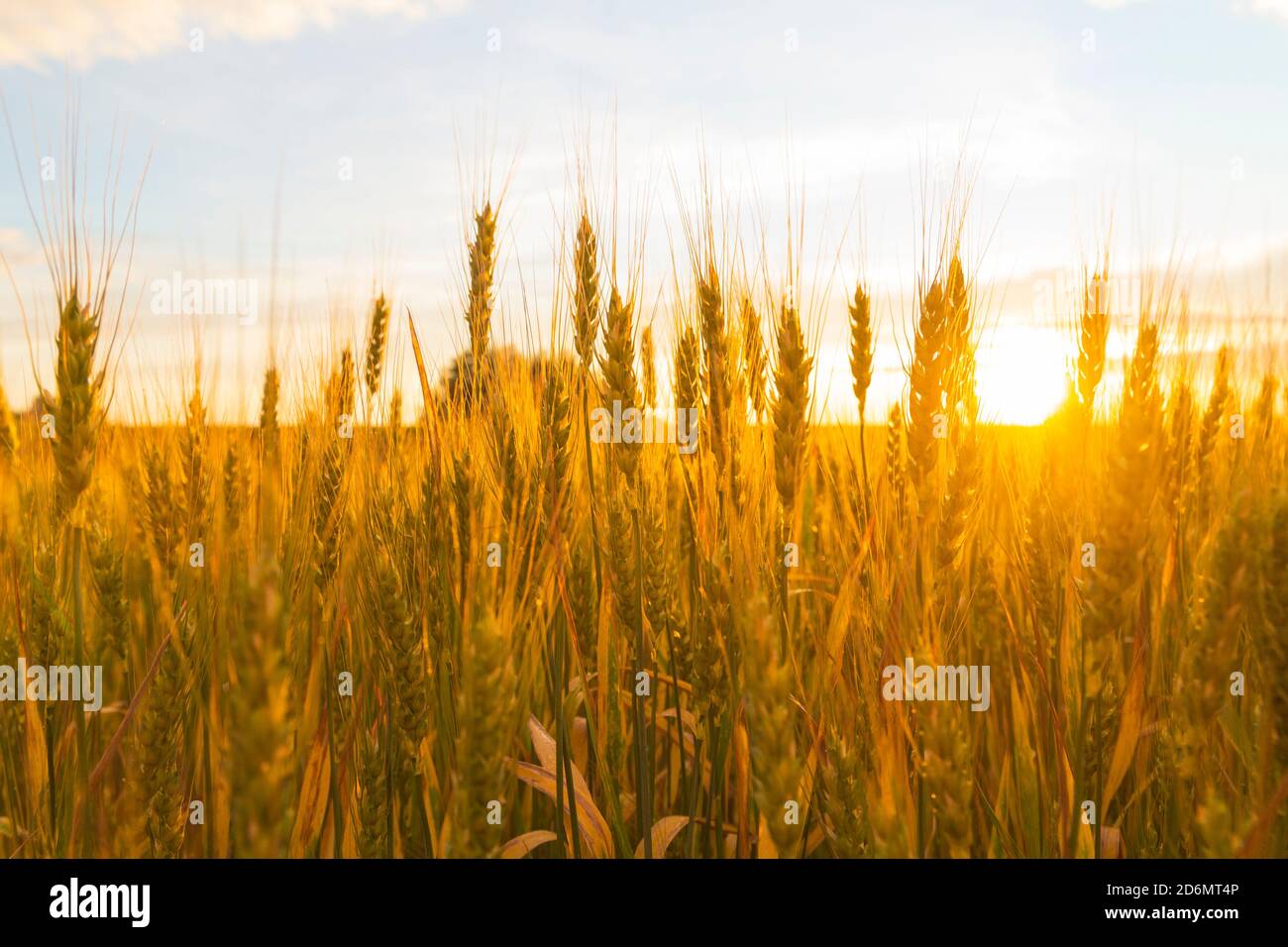 Wheatfield of gold color in sunset.Golden sunset over wheat field Stock ...