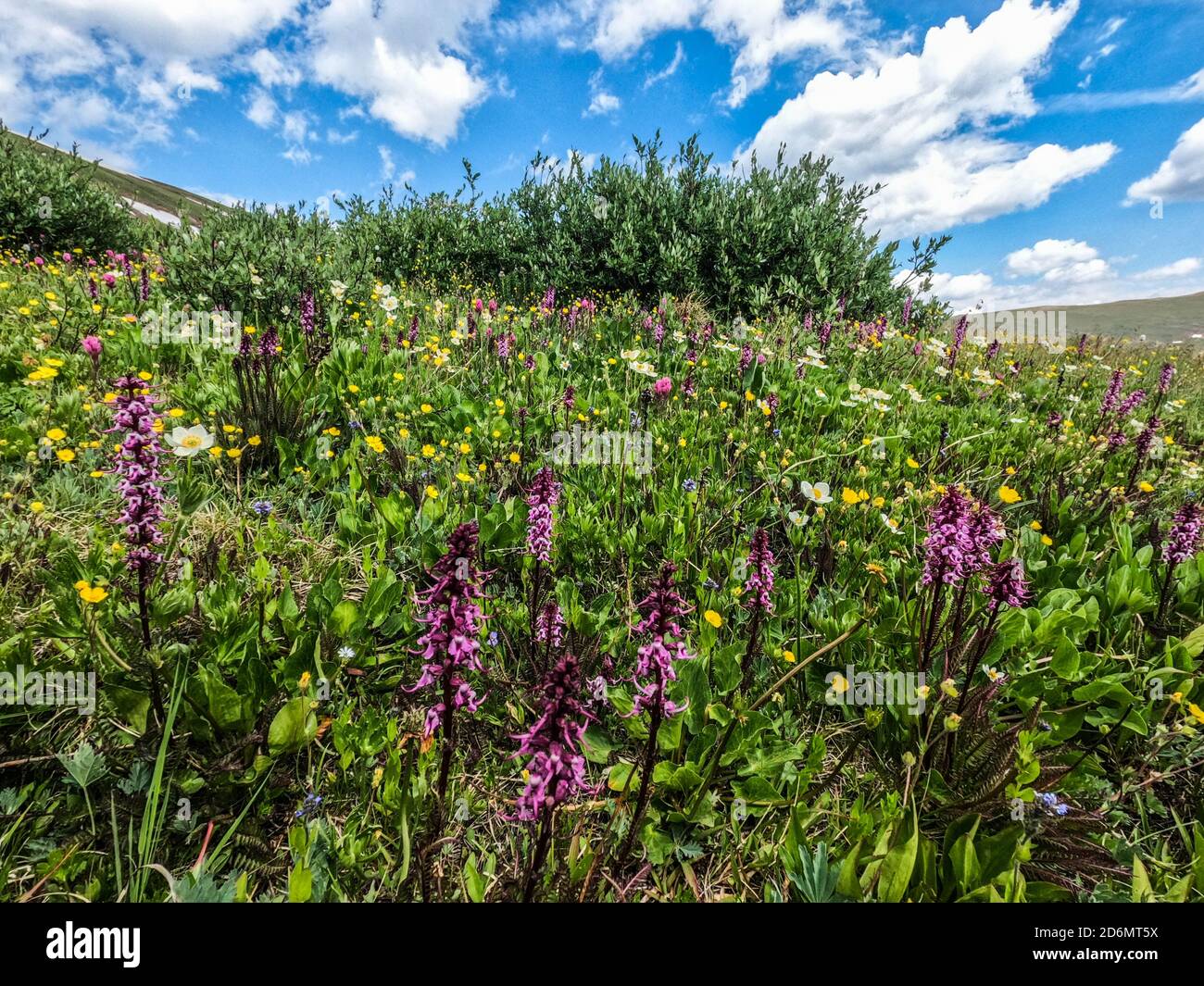 Fields of wildflowers, Colorado Trail, Colorado Stock Photo - Alamy
