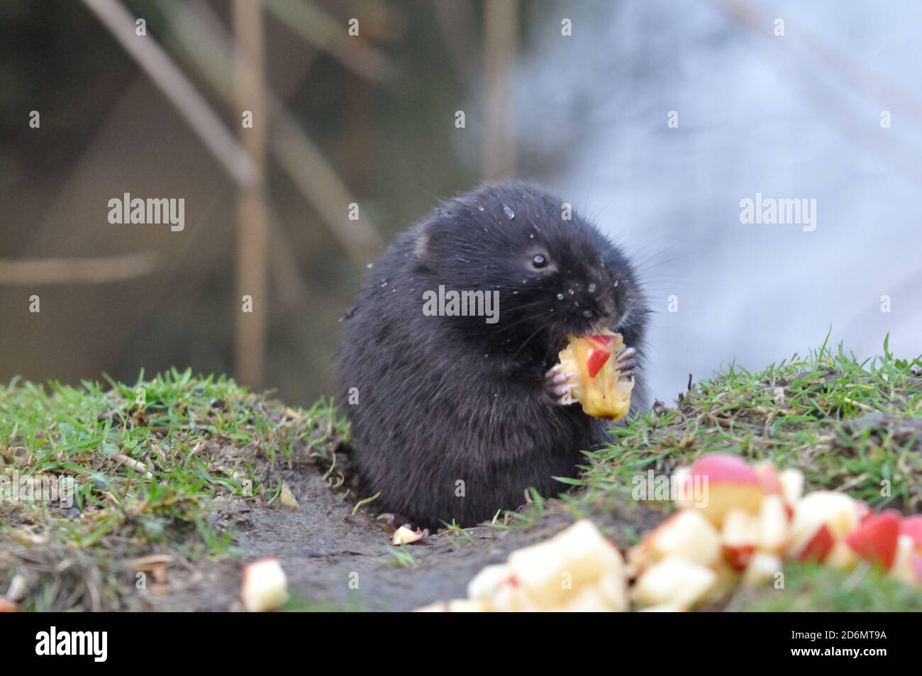 Water vole eating Stock Photo - Alamy