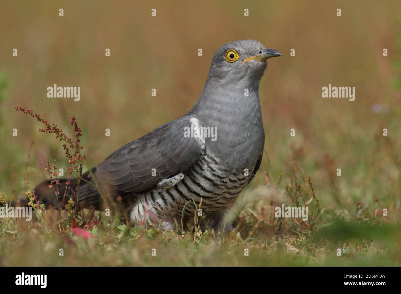 common cuckoo (cuculus canorus Stock Photo - Alamy