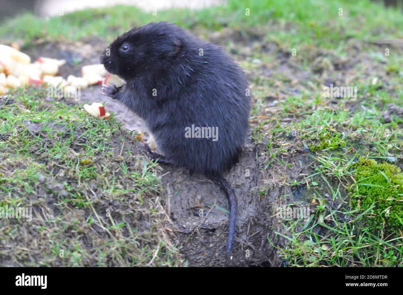 Water vole eating Stock Photo - Alamy