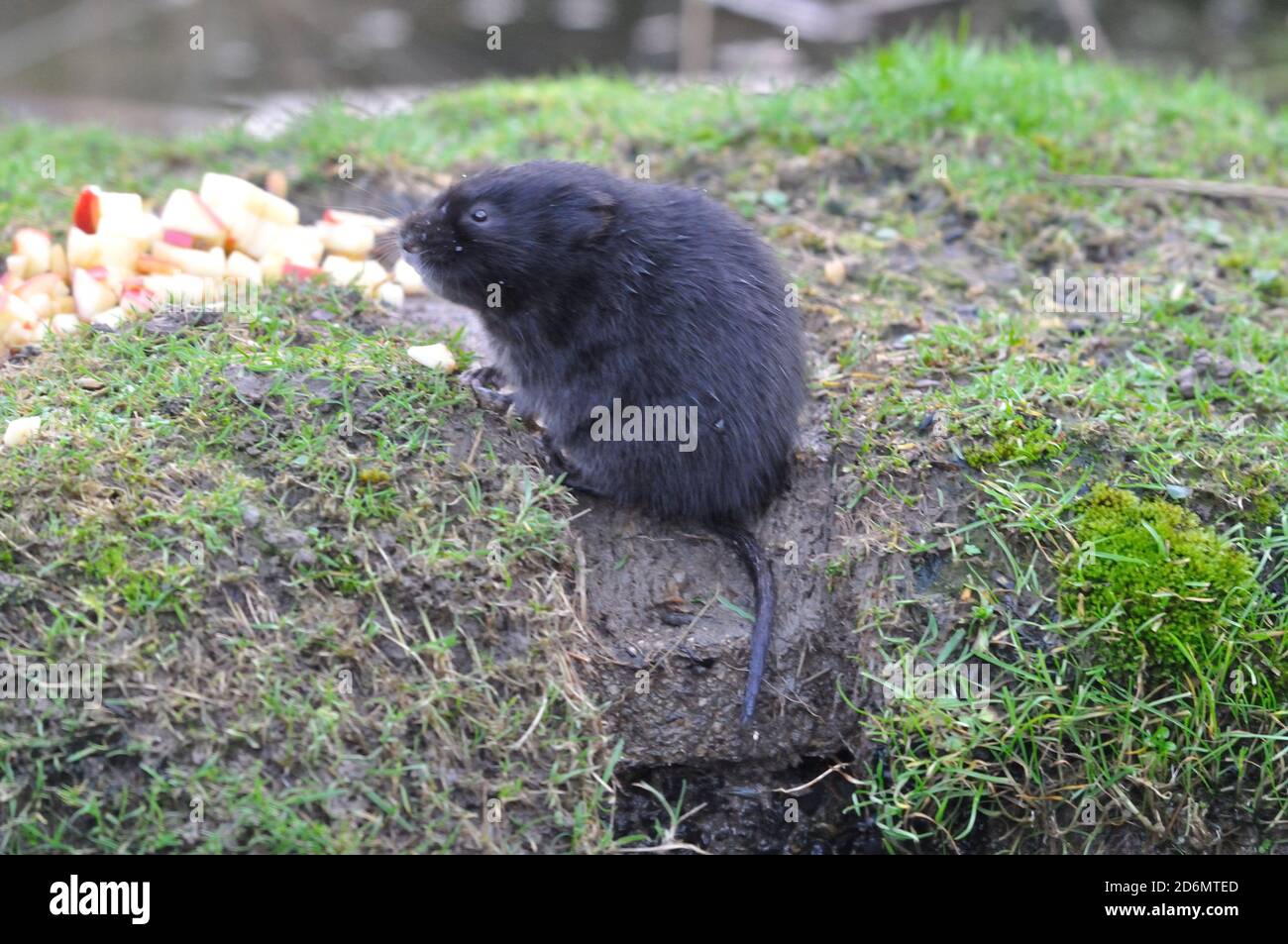 Water vole eating Stock Photo - Alamy