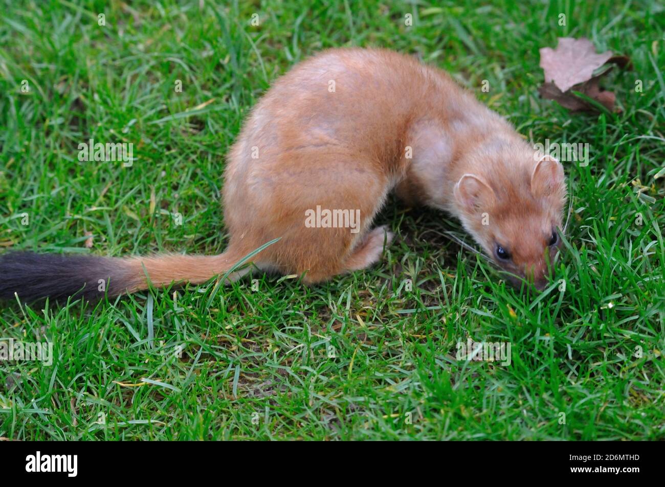 British mustelidae weasels hi-res stock photography and images - Alamy